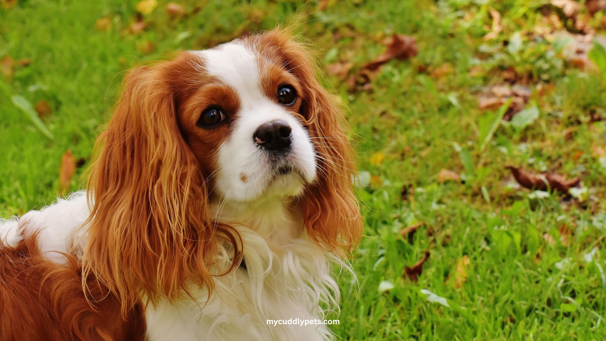 Best Dog Breeds for First-Time Owners | Expert Guide 2025