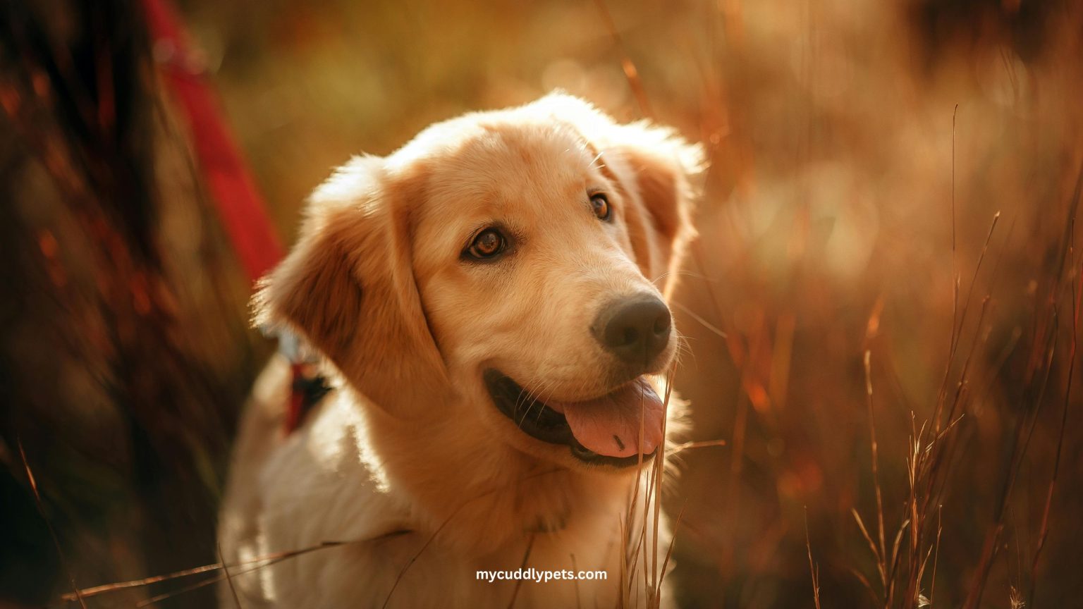 Best Dog Breeds for First-Time Owners | Expert Guide 2025