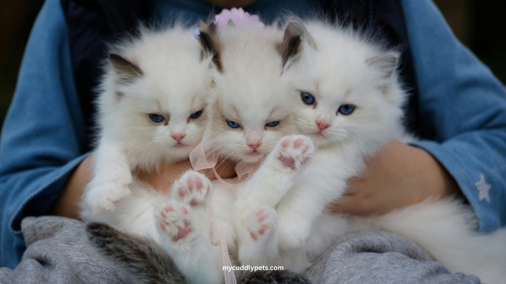 Ragdoll Cats: Complete Breed Guide - Temperament, Health & Care