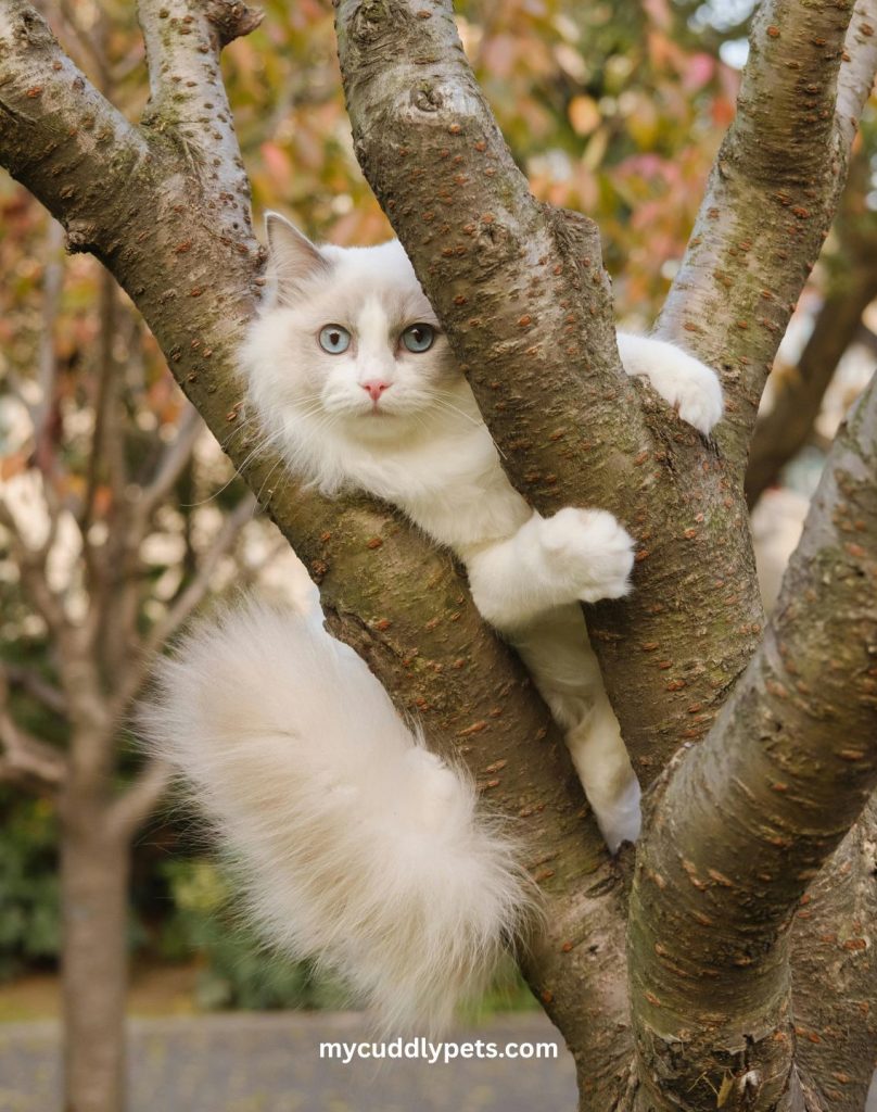 Ragdoll Cats: Complete Breed Guide - Temperament, Health & Care